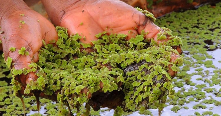 Azolla as Green Manure and Bio-fertilizer