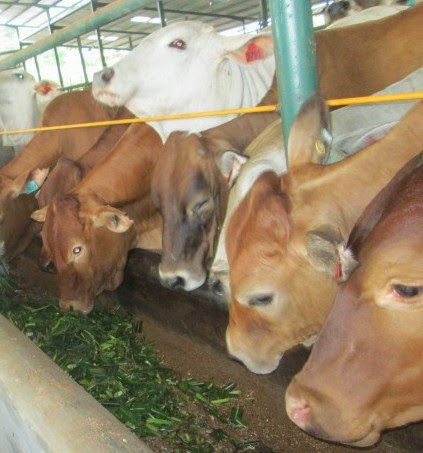 Budidaya Sapi Potong | INFO BUAT KU