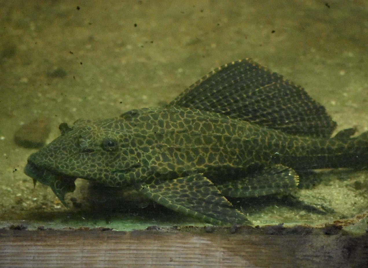 ZOOTOGRAFIANDO (6.100 ANIMALS): PLECOSTOMUS COMÚN / COMMON PLECO ...