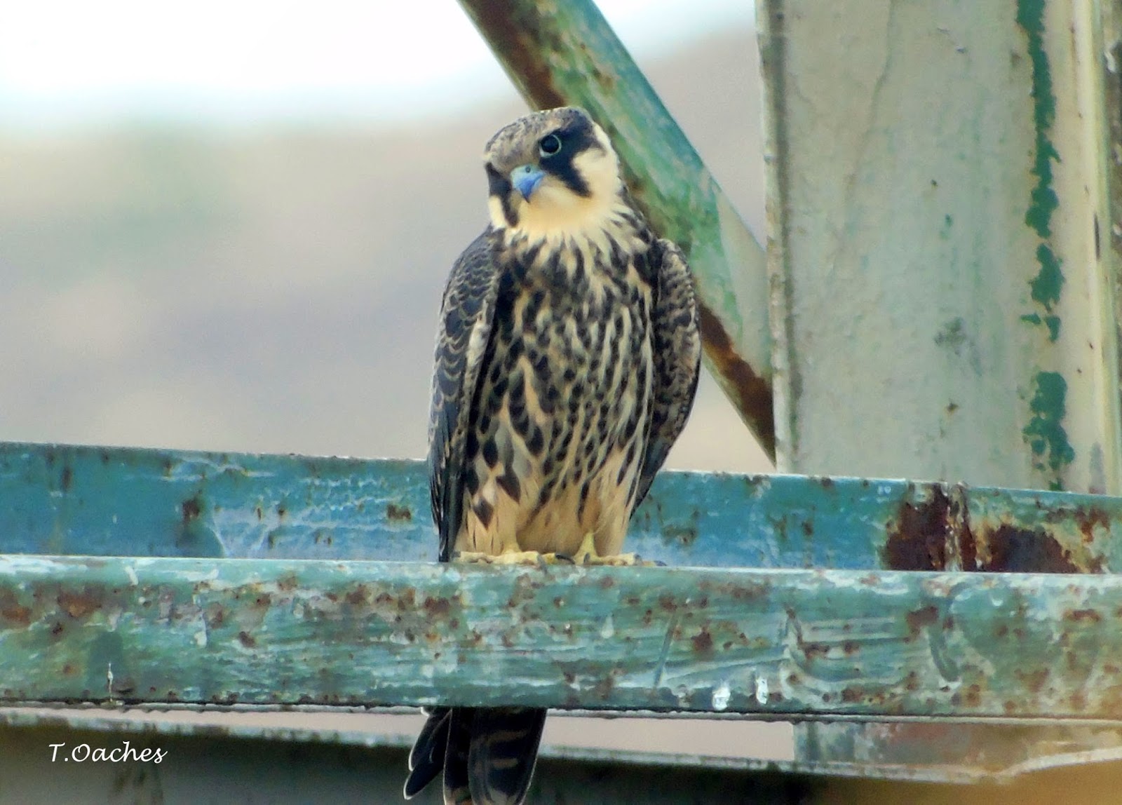 PASARI DIN ROMANIA: SOIMUL RANDUNELELOR, Falco subbuteo