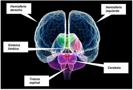 Viaje al centro de las emociones: El Sistema Límbico y las Emociones ...