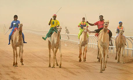 Camel Racing in Saudi Arabia