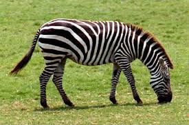 10 CURIOSIDADES SOBRE ZEBRAS