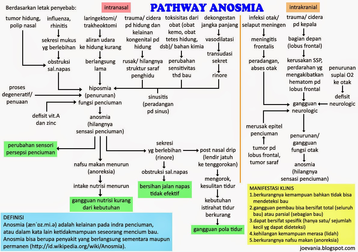 pathway anosmia