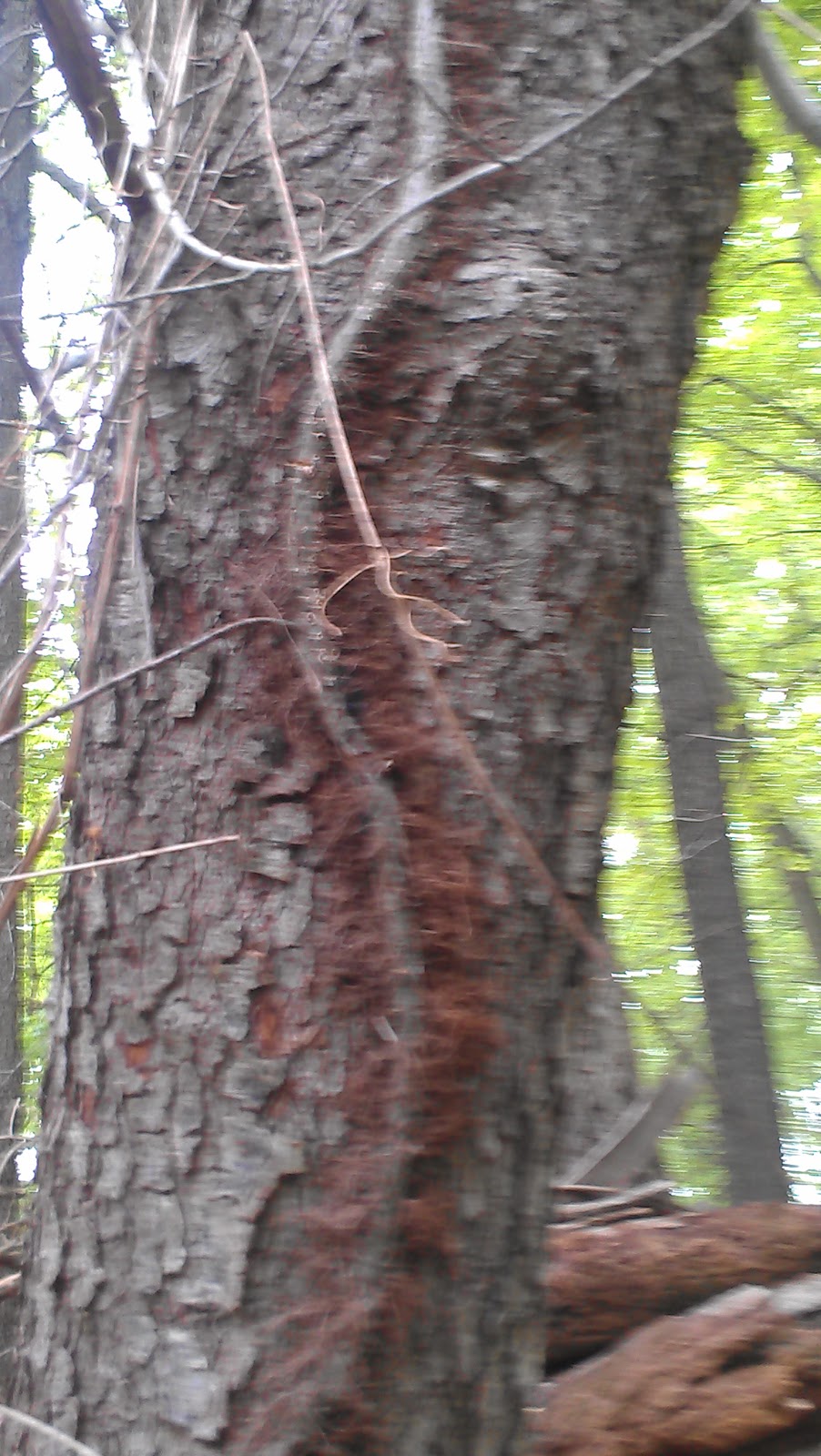 lakeside lessons: The Lessons Trees Teach