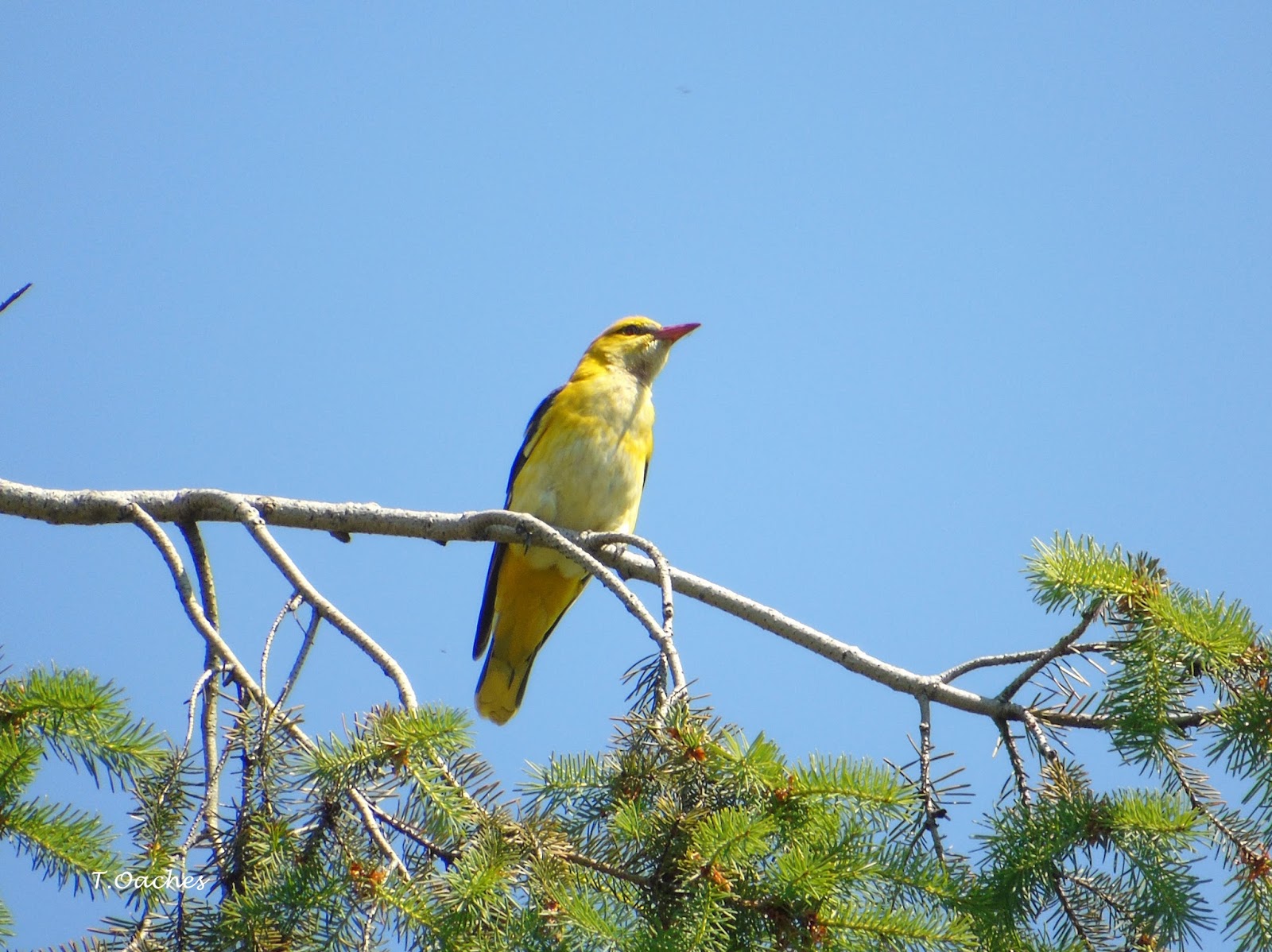 PASARI DIN ROMANIA: GRANGUR, Oriolus oriolus