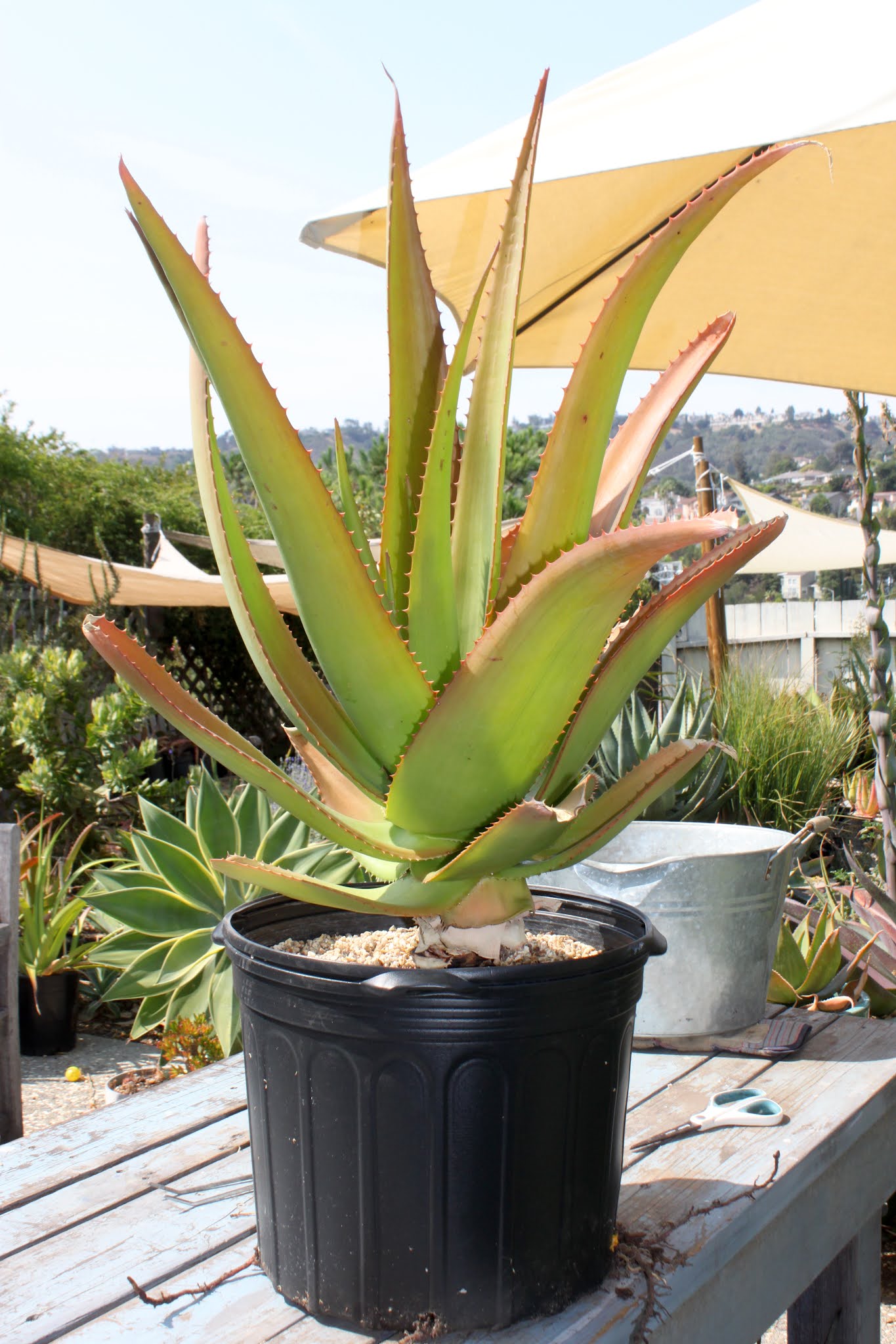 A weekend job - Upsizing Aloes to Bigger Pots