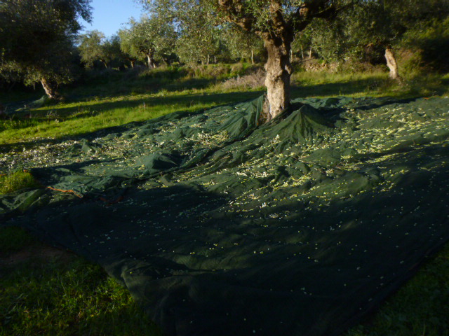 ΓΙΑΝΝΗΣ Δ.ΛΥΡΑΣ: ΣΥΓΚΟΜΙΔΗ ΕΛΑΙΟΚΑΡΠΟΥ 2016