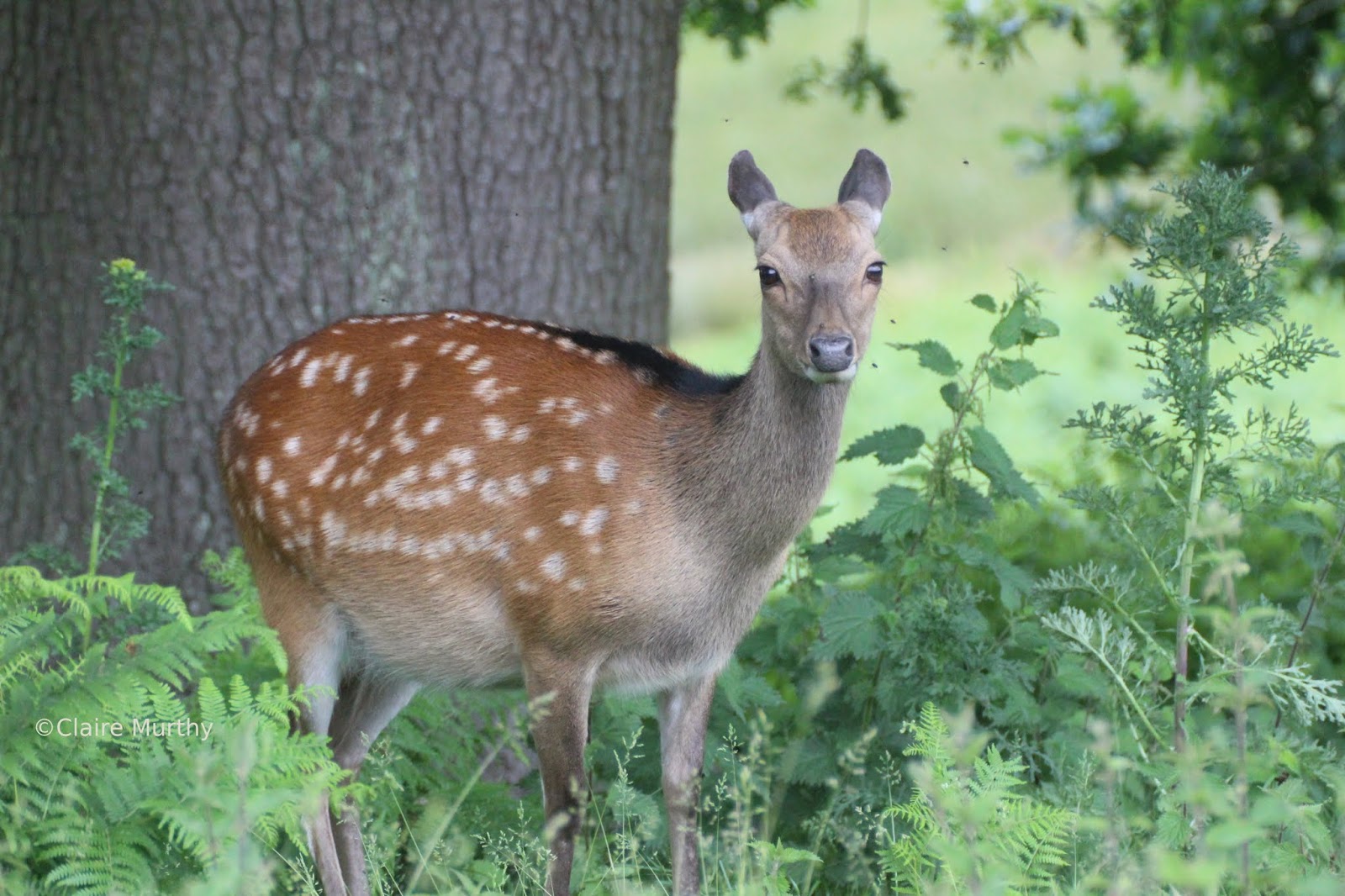 British Countryside Animals : Fallow Deer : Knole Park