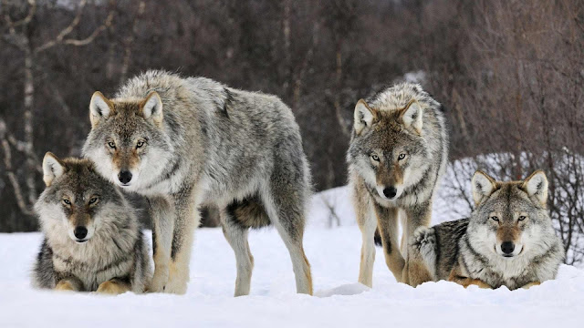 Maynard Life Outdoors and Hidden History of Maynard: Wolves Repopulate ...