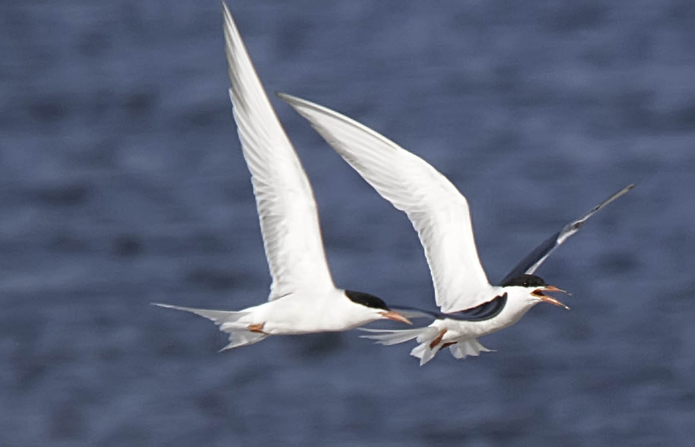 One Jackdaw Birding: August Day on Plum Island (1) REVISED FORSTER'S VS ...