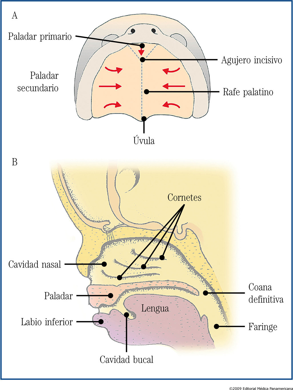 Embriología BucoDental: Clase #3.2