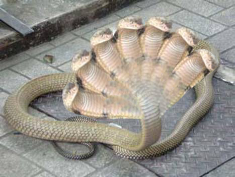 Snakes: Snakes With 7 Heads