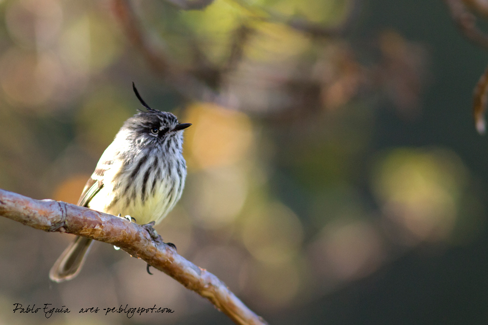 mis fotos de aves: Anairetes parulus Cachudito Pico Negro Tufted Tit-tyrant
