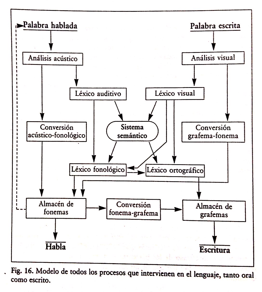 Modelos lingüísticos y comunicativos