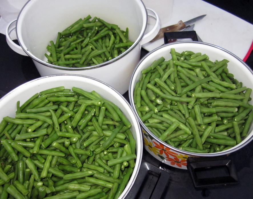 Chubby Chicks Health Club™: 20 Pounds of Farm Fresh Green Beans