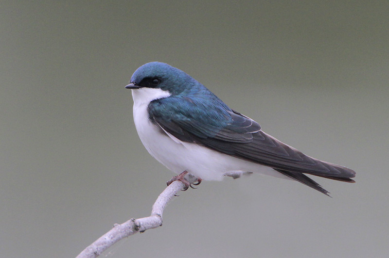 Beak of the Week - Tree Swallow