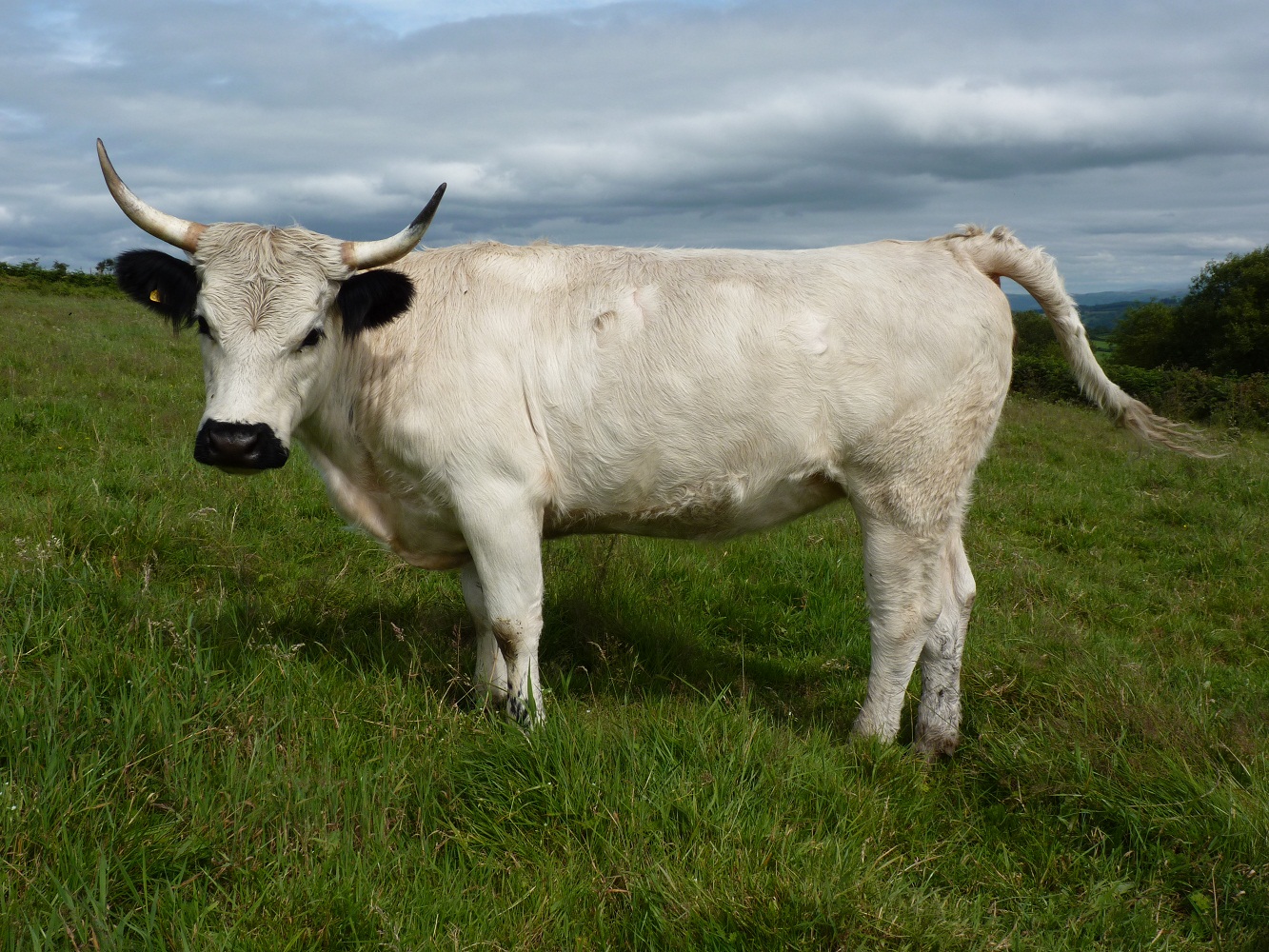 TEILO WHITE PARK CATTLE: White Park Cattle For Sale, August 2011