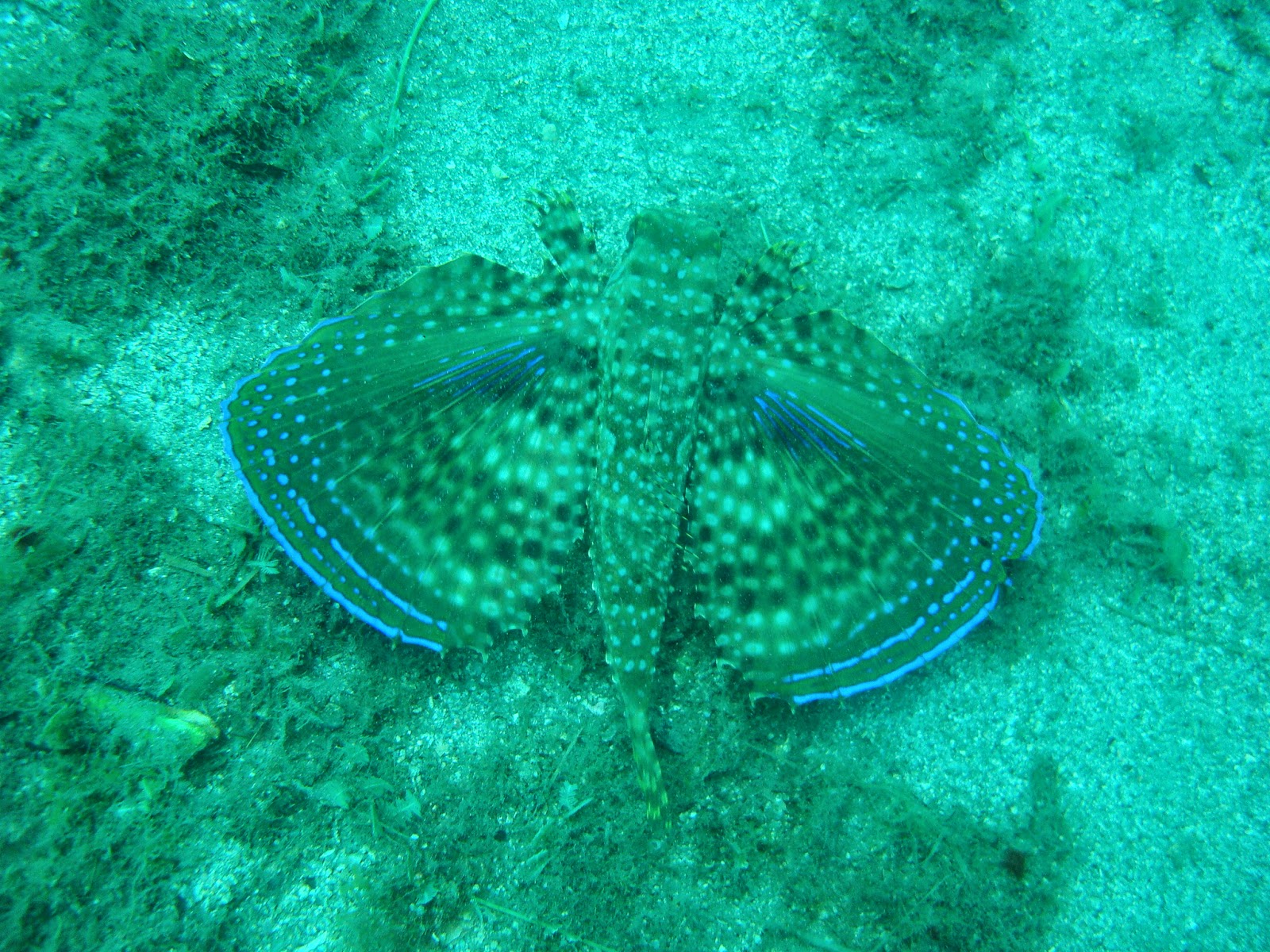 Photos de plongée - Poissons des Caraïbes