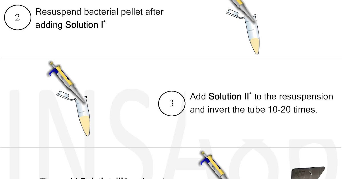 Plasmid isolation by alkaline lysis method