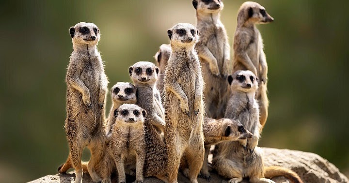 Apa Itu Meerkat, dan Dari Mana Asalnya? | Belajar Sampai Mati