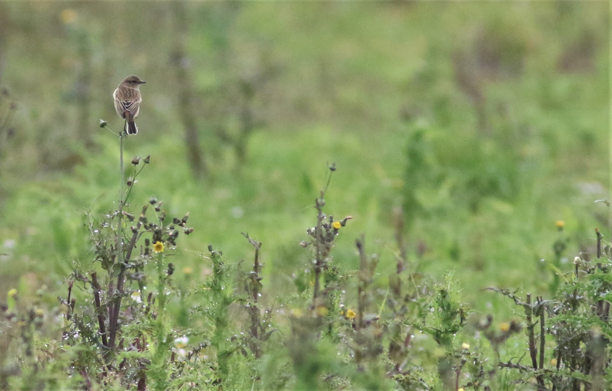Non-Stop Birding: Apparent Stejneger's Stonechat