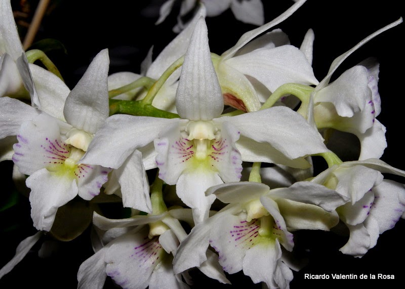 Ricardo's Blog, : Dendrobium Mini Snowflake