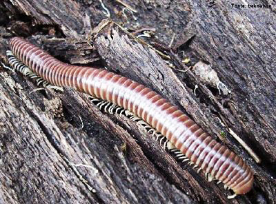 Horta Vertical em Casa