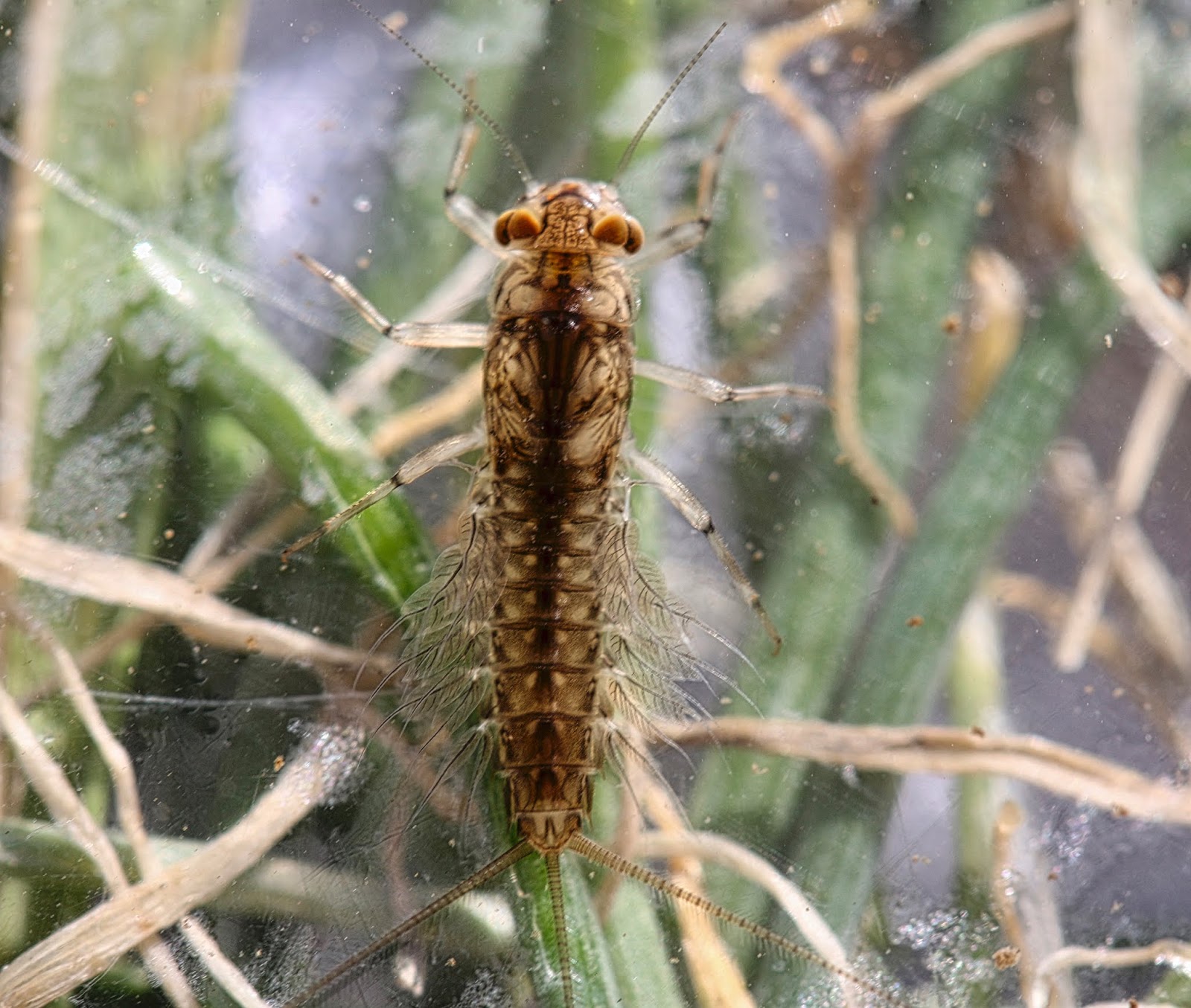 Aquatic Insects of Central Virginia