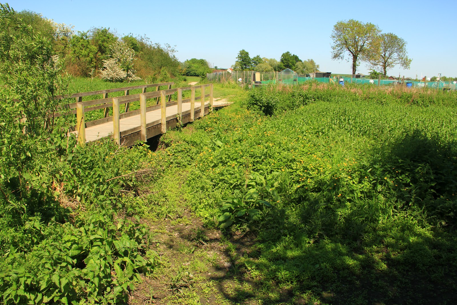 Beyond the Riverbank: Kayaking the Ivel and Ouse: Part I