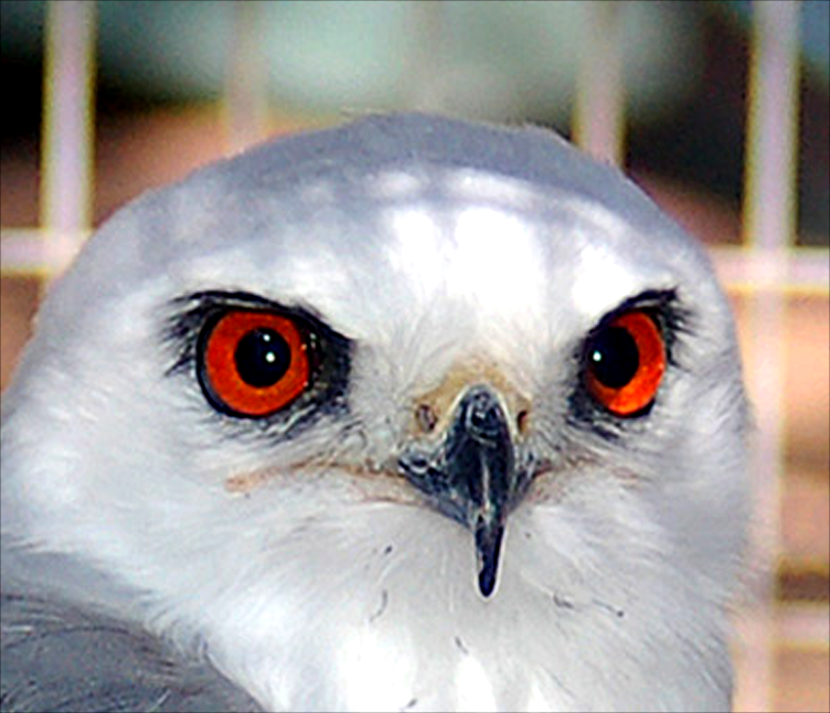 Bellas Aves de El Salvador: Elanus leucurus (gavilán cola blanca o ...