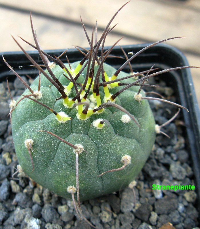 Matucana madisoniorum - (Hutchison) G. D. Rowley 1971