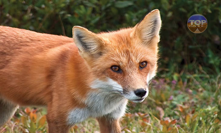 Fatos interessantes sobre as raposas - Top Mil