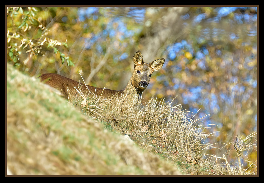 WILDLIFE GATEWAY: Chevreuils en automne