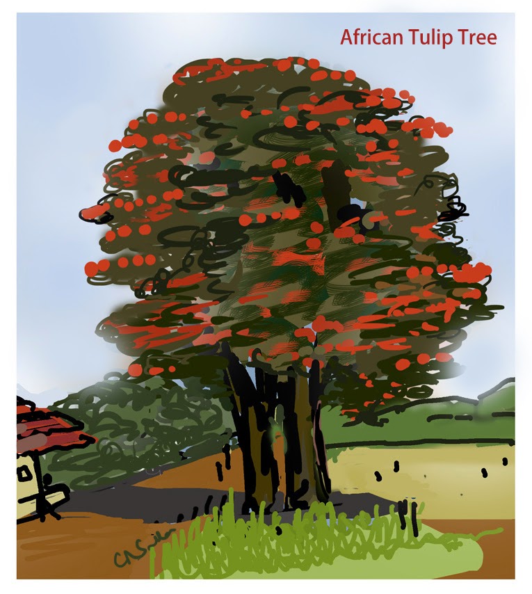 CHUMMADRAW: African Tulip Tree