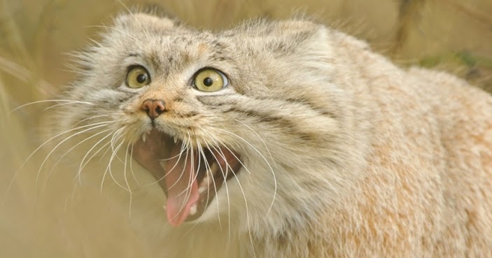 White Wolf : This Mongolian Cat Is The Most Expressive Cat In The World ...