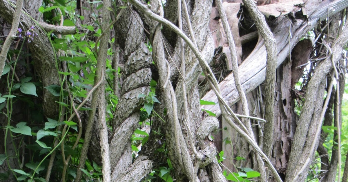 Central Pennsylvania Forestry: Invasive Species Thrive on Disturbances ...