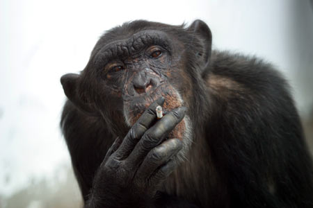 Muere Booie, el chimpancé fumador, a los 44 años ~ GENTE NORMAL QUE ...
