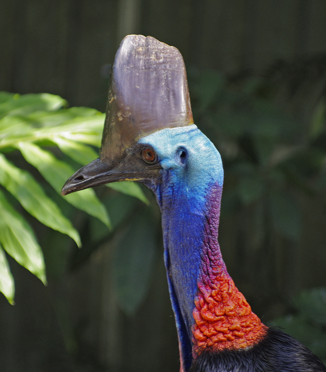 BunyipCo: The Cassowaries