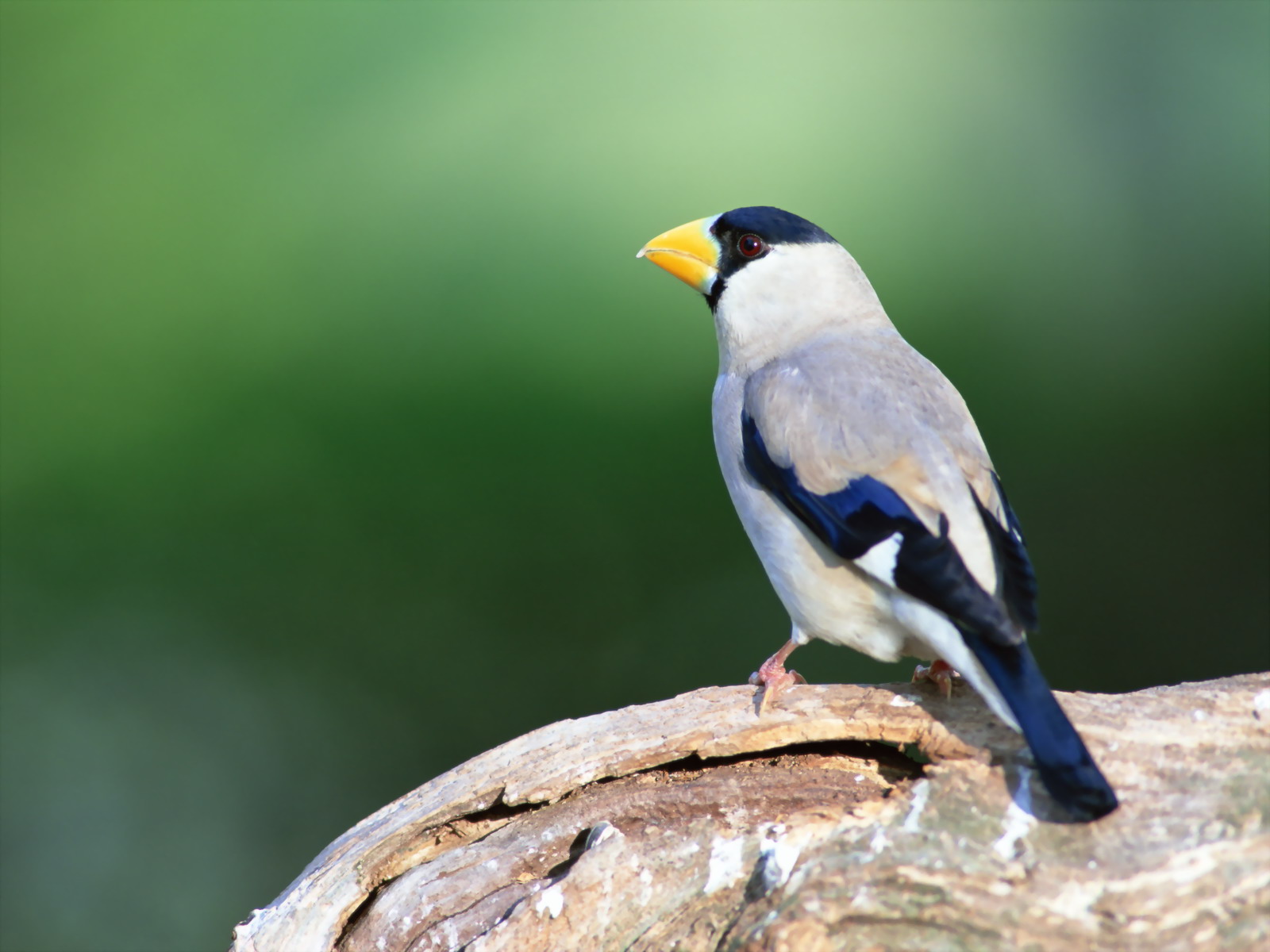 wallpapermoon: Foto-Foto Burung Kecil yang Imut dan Cantik