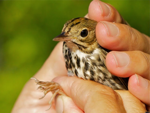 Bird Banding: Learning From Birds In-hand: Painted Buntings - Season Two