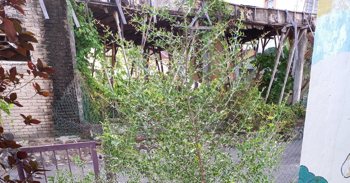 Jom Tanam Sayur ( JTS ) : Bunga Pokok Inai | Henna Flower | Lawsonia ...