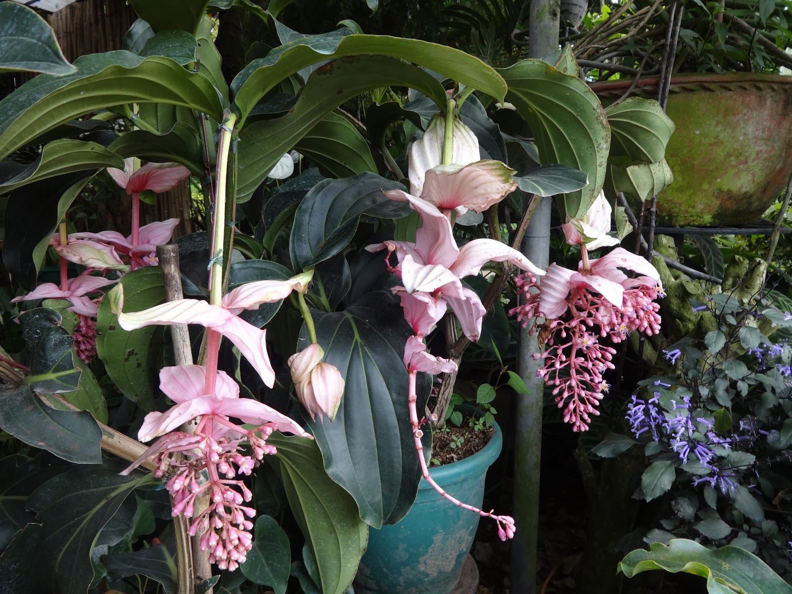 Herbs from Distant Lands: Medinilla magnifica, Medinilla pendula ...