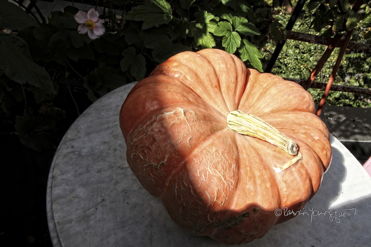 The Last Leaf Gardener: Honoring the (5) Great "new brand" Pumpkins ...