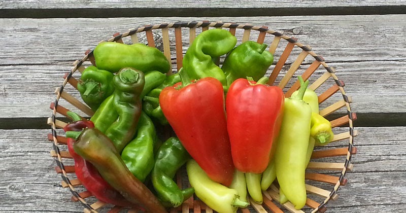 The Gardening Me: Peppers, Past and Present