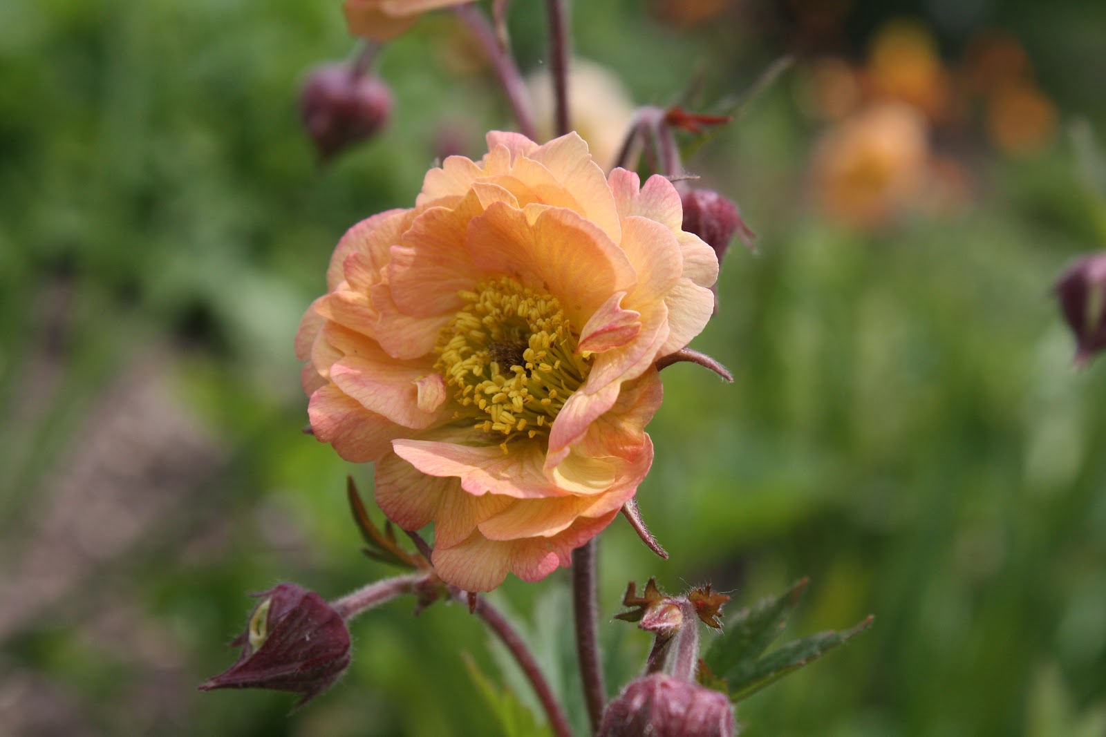 MIDWEST GROUNDCOVERS Display Gardens & Plant Trials: A Busy April