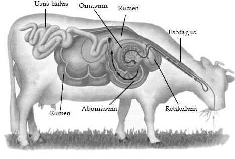 Sistem Pencernaan Pada Sapi Lengkap Dengan Fungsinya - belajar biologi