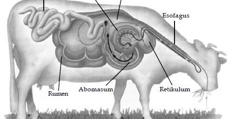 Sistem Pencernaan Pada Sapi Lengkap Dengan Fungsinya - belajar biologi