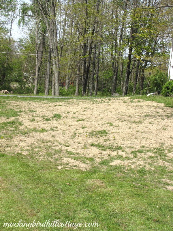 Flowers, Plants & a Big Patch of Dirt