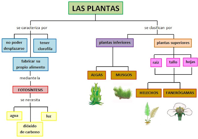 MI CLASE DE PRIMARIA: TEMA 3: LAS PLANTAS